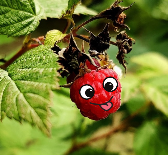 Year-Round Raspberry Crumble (Breakfast Edition) – Student Cuisine for ...